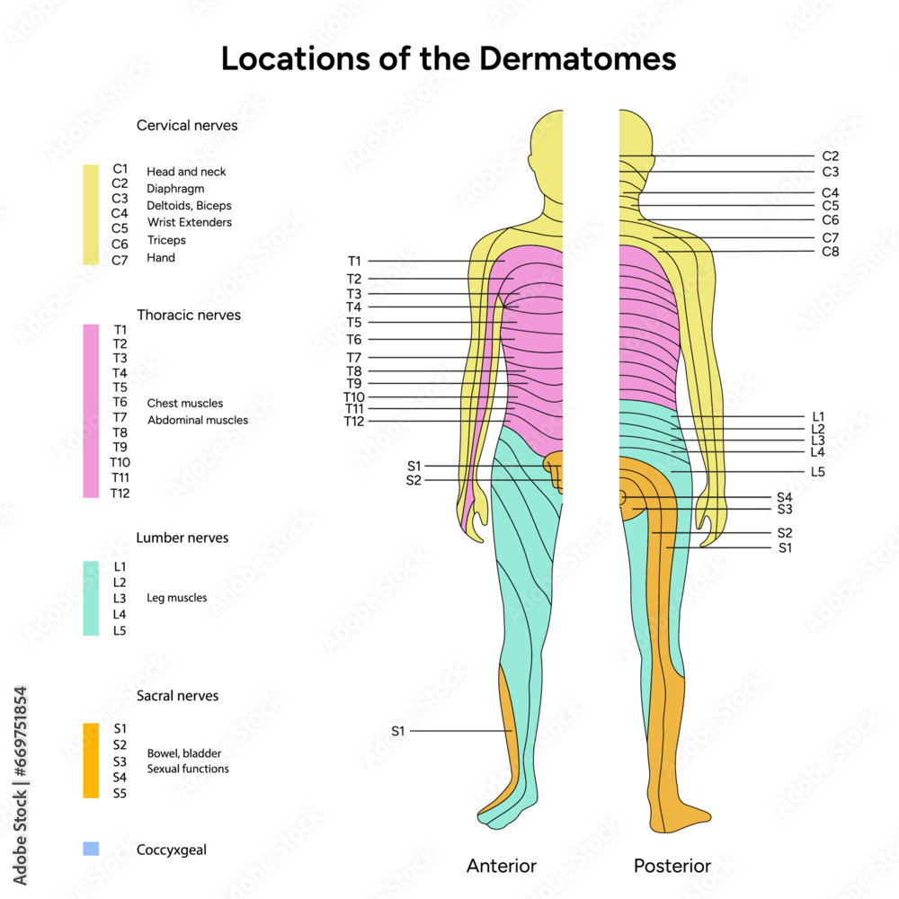 Location of the dermatomes major dermatomes and cutaneous nerves ...