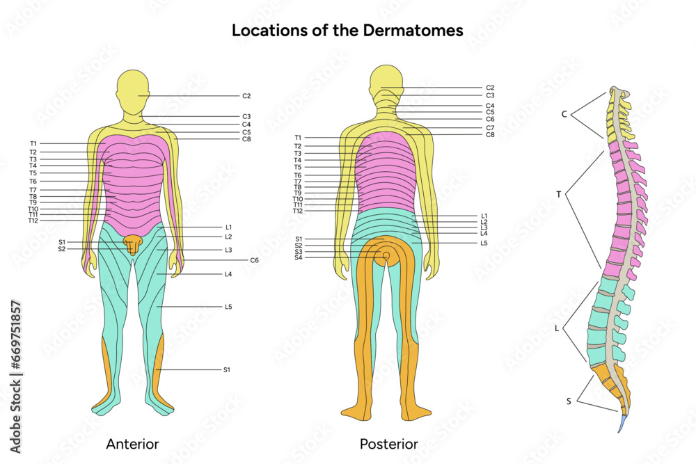 Location Of The Dermatomes Major Dermatomes And Cutaneous Nerves