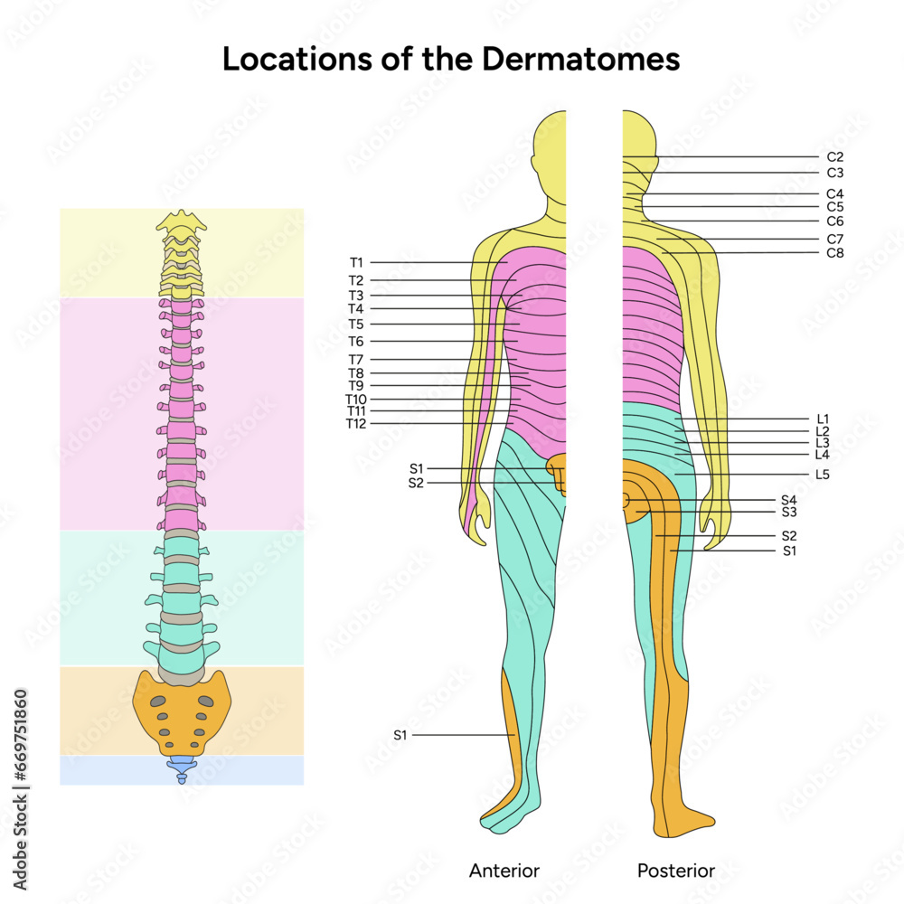 Location of the dermatomes major dermatomes and cutaneous nerves ...