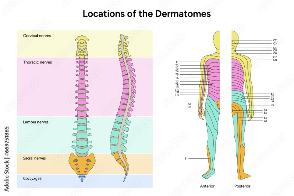 Location of the dermatomes major dermatomes and cutaneous nerves ...