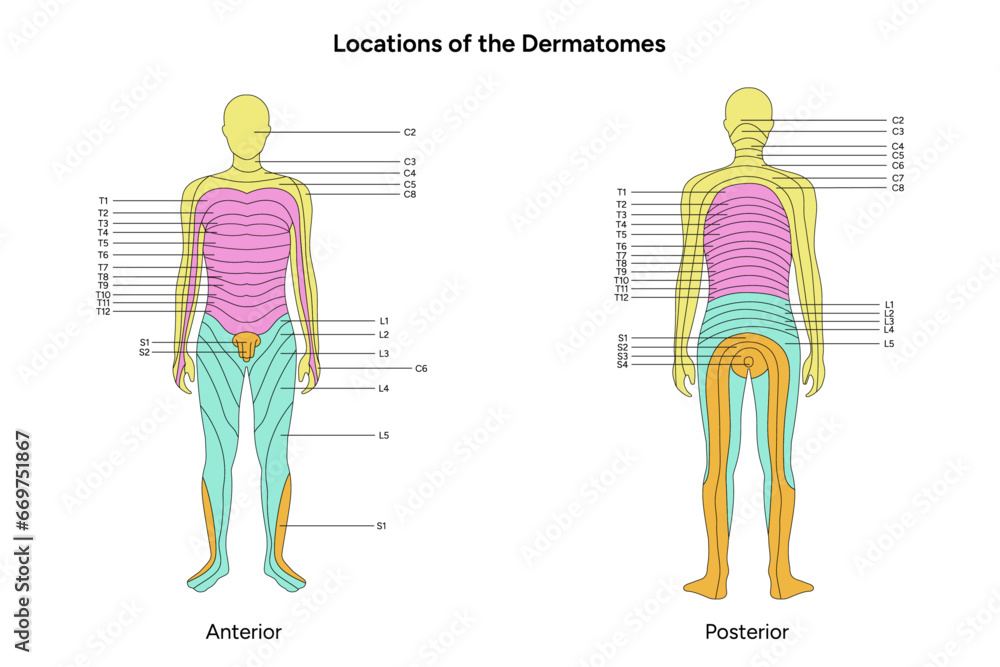 Location of the dermatomes major dermatomes and cutaneous nerves ...