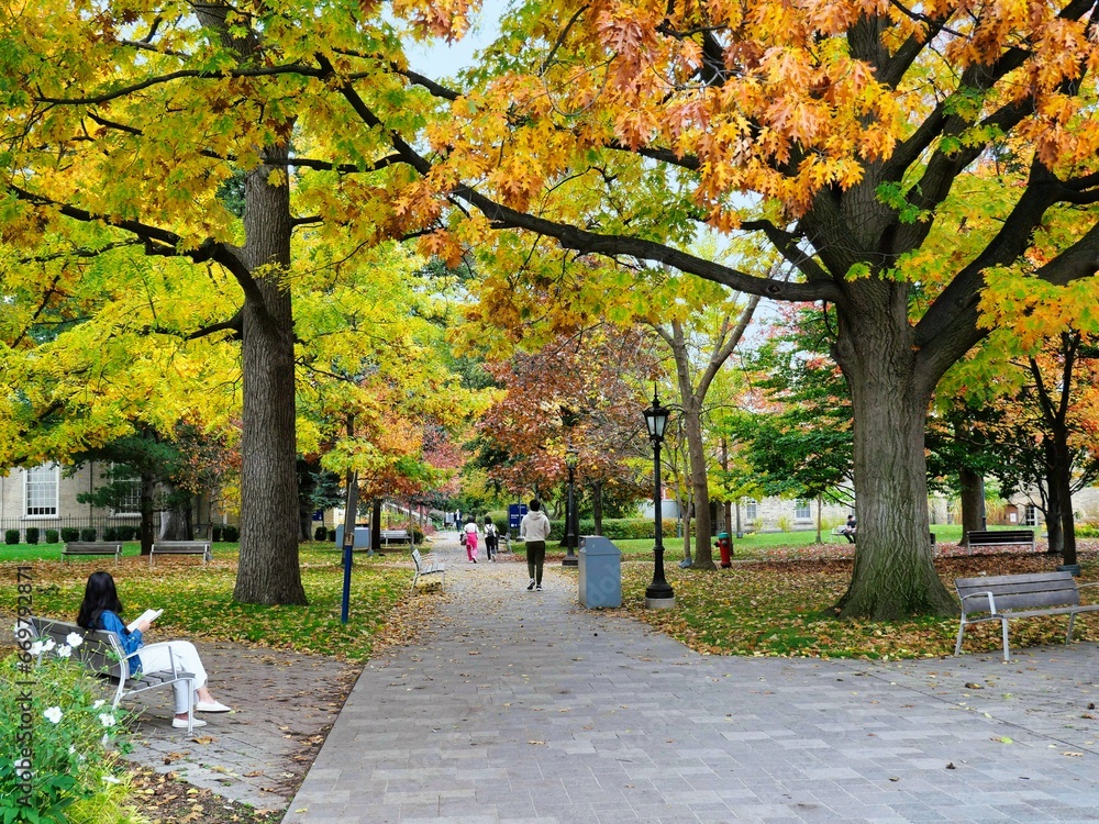 Path with oak trees changing color in fall Stock Photo | Adobe Stock