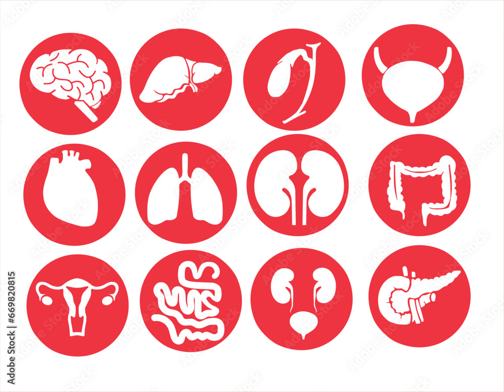 Human internal organs. Vector sketch isolated illustration. Hand drawn ...