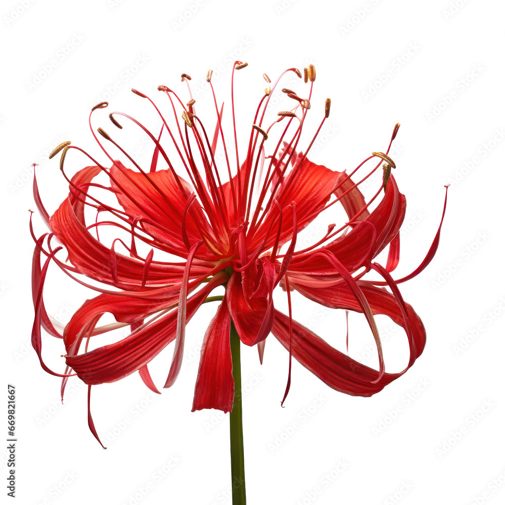 Higanbana,Spider Lily isolated on transparent background,transparency ...