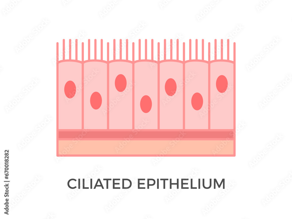 Ciliated epithelium. Epithelial tissue types. It performs the function ...