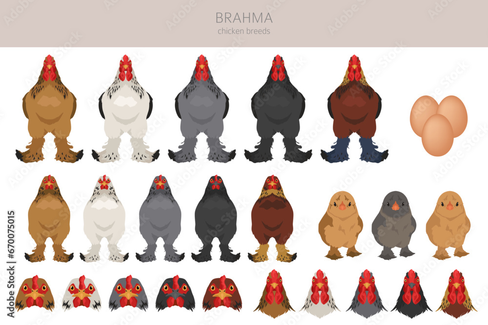Brahma Chicken breeds clipart. Poultry and farm animals. Different ...