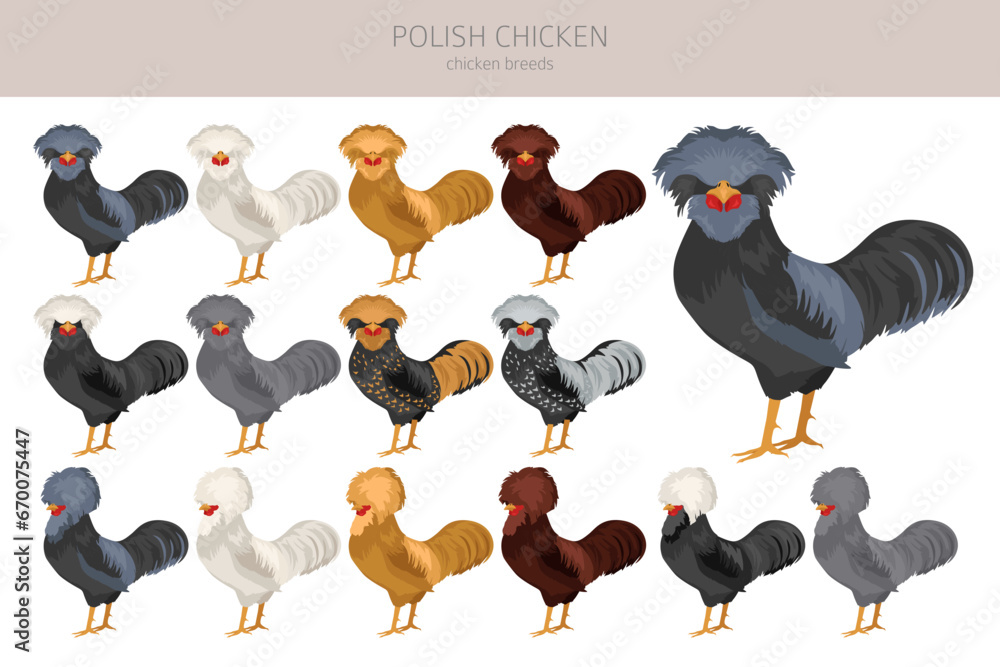 Polish Chicken breeds clipart. Poultry and farm animals. Different ...