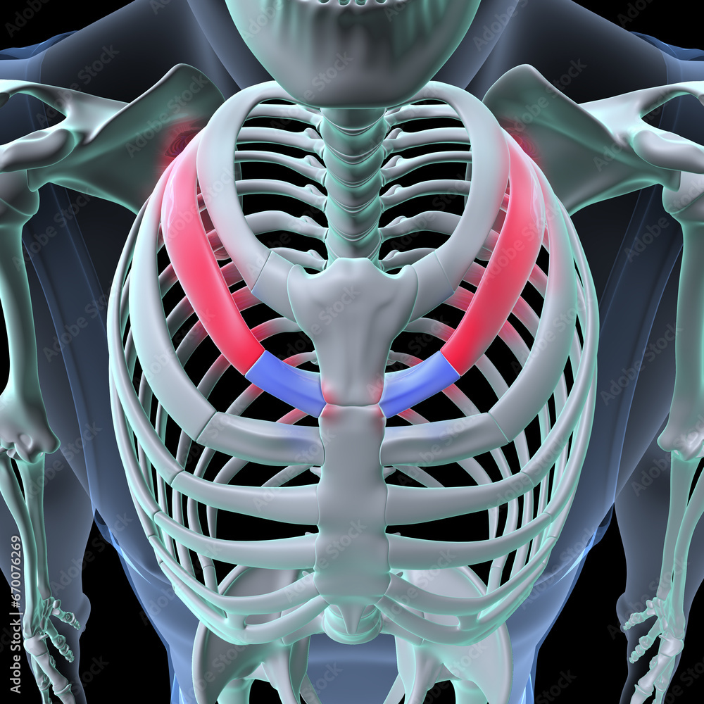 male skeleton ribs,sacrum,lumbar vertebrae,scapula and sternum anatomy ...