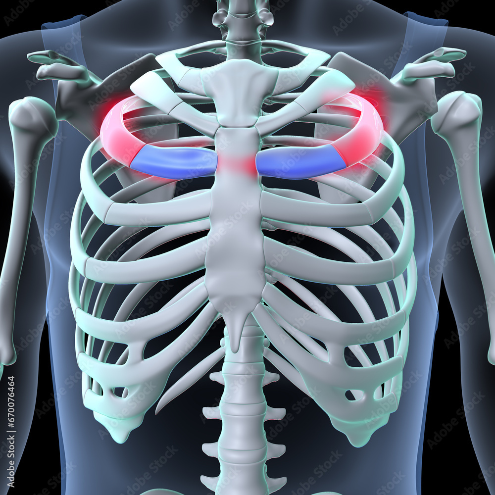 male skeleton ribs,sacrum,lumbar vertebrae,scapula and sternum anatomy ...