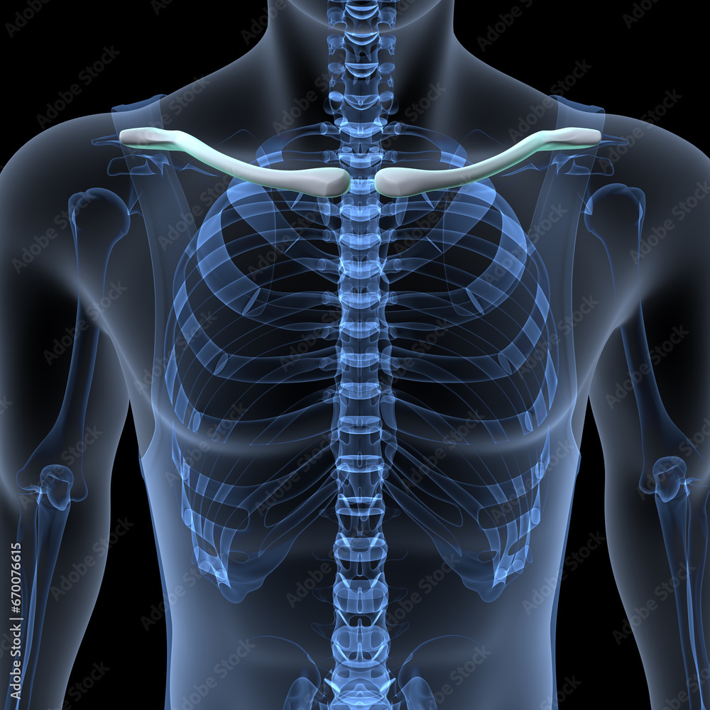 male skeleton ribs,sacrum,lumbar vertebrae,scapula and sternum anatomy ...