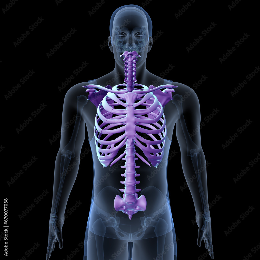male human body spine, backbone, vertebrae and sacrum anatomy. 3d ...