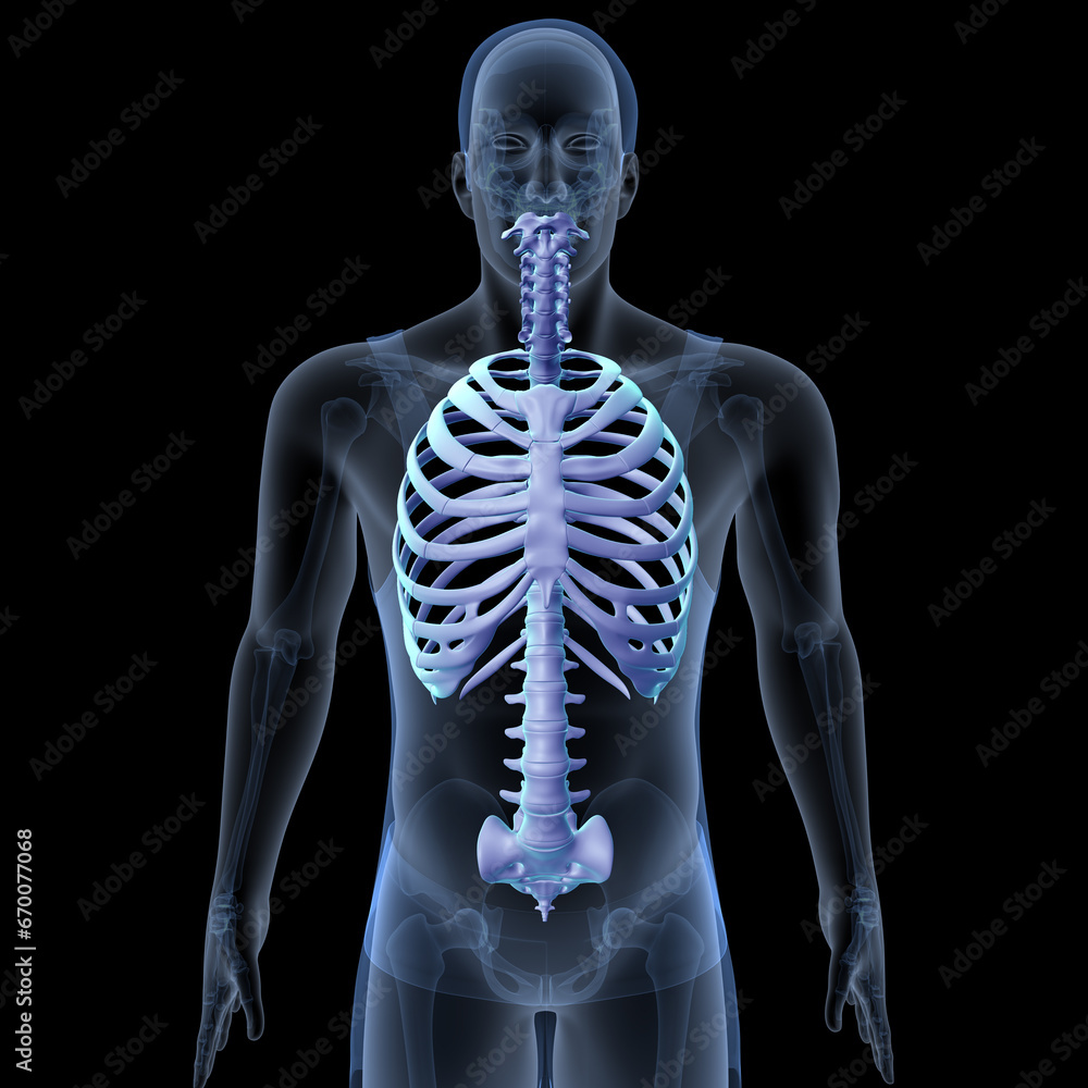 male human body spine, backbone, vertebrae and sacrum anatomy. 3d ...