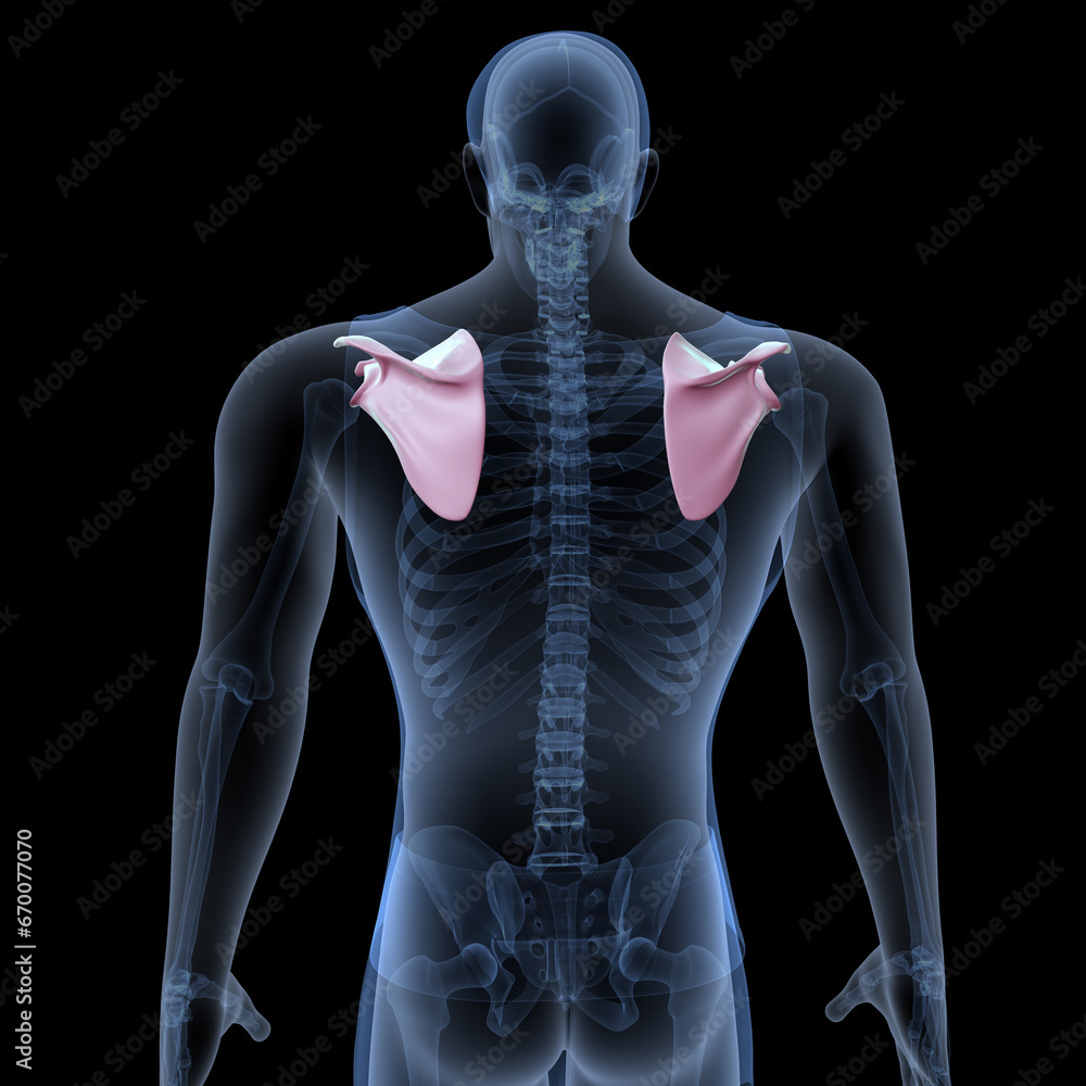 male human body spine, backbone, vertebrae and sacrum anatomy. 3d ...