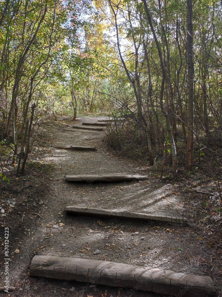 Autumn forest with path and steps of tree stems Stock Photo | Adobe Stock