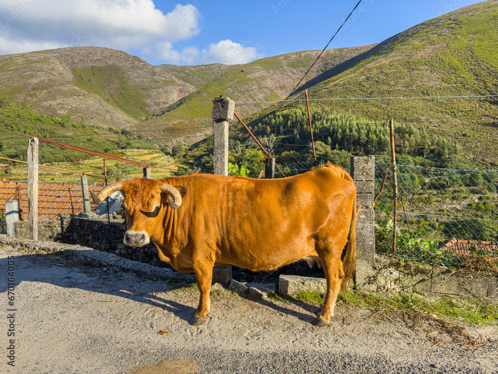 Arouquesa cow on a path in Regoufe rural village, lost in the middle of ...