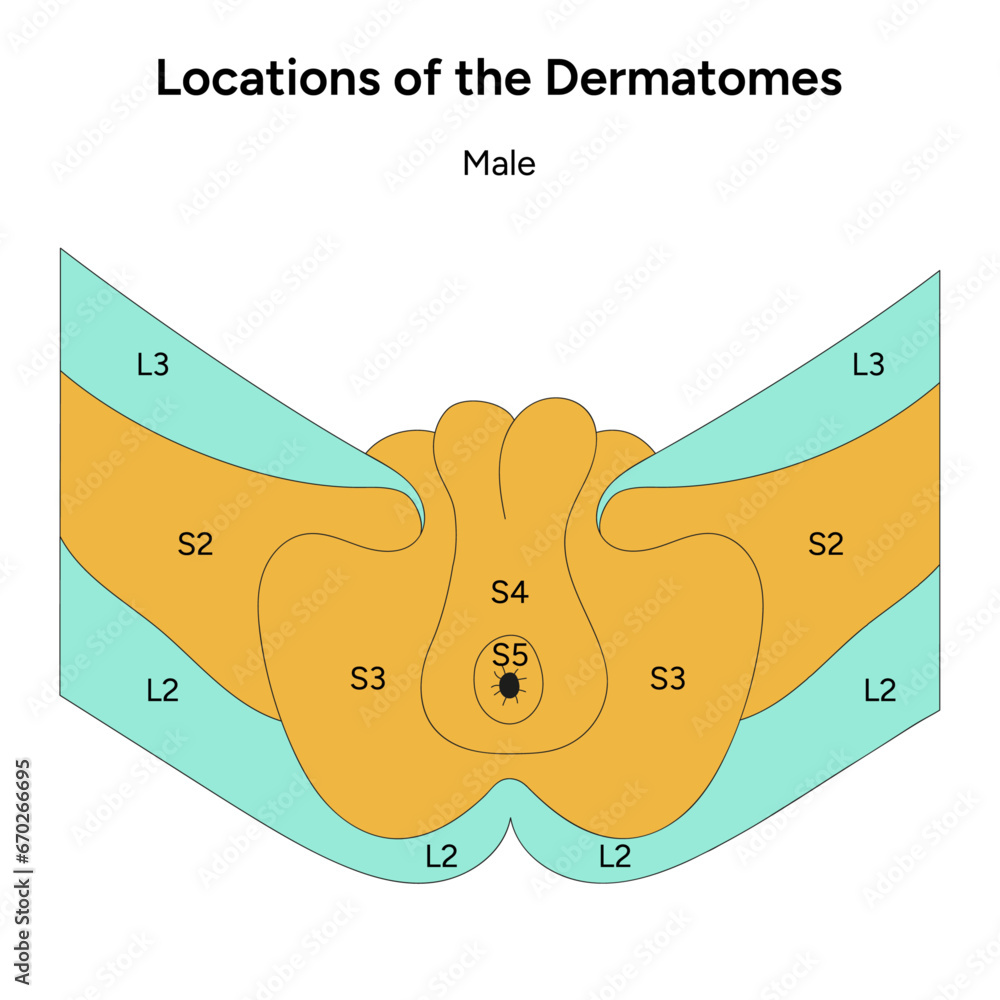 Location of the dermatomes female and male Stock Vector | Adobe Stock