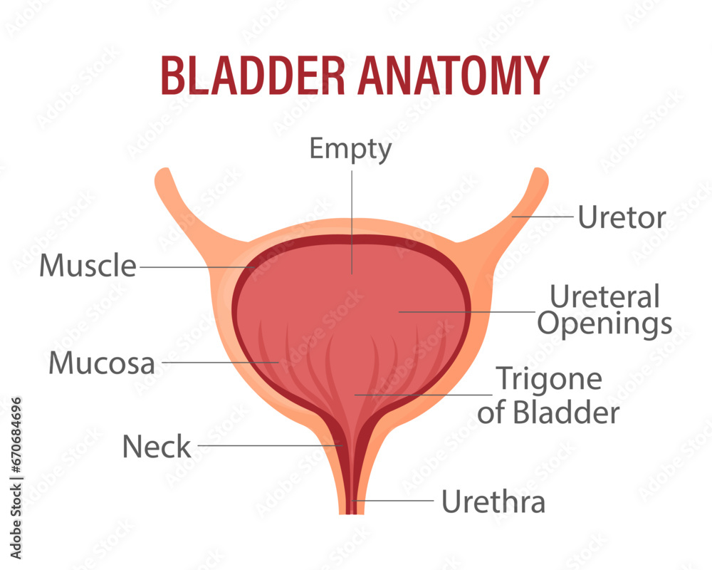 Bladder, internal human organ. Anatomy of the human organ. Medicine ...