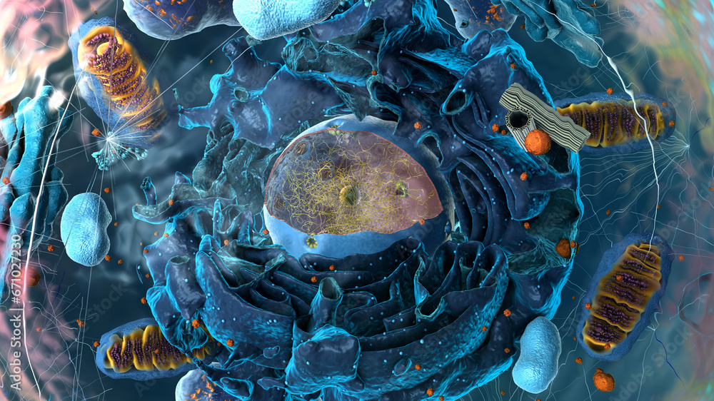 Subunits inside eukaryotic cell, nucleus and organelles and plasma ...