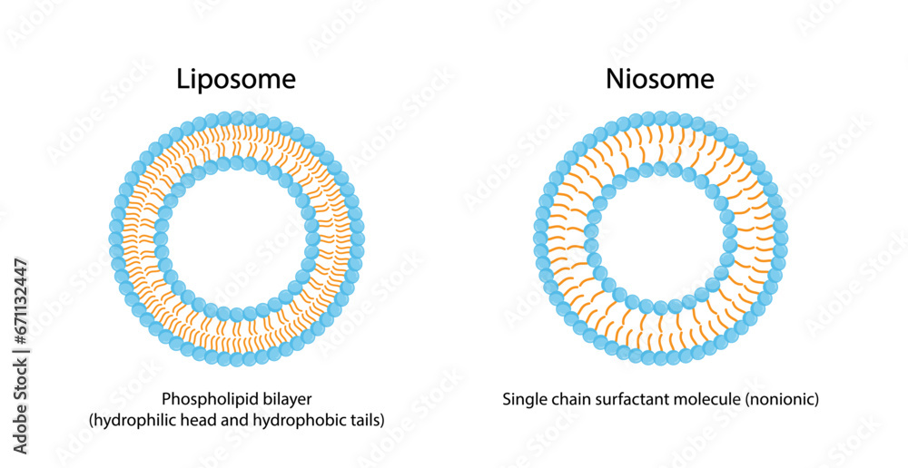 Niosome, single chain surfactant molecule (nonionic). Liposome structure, phospholipid with ...