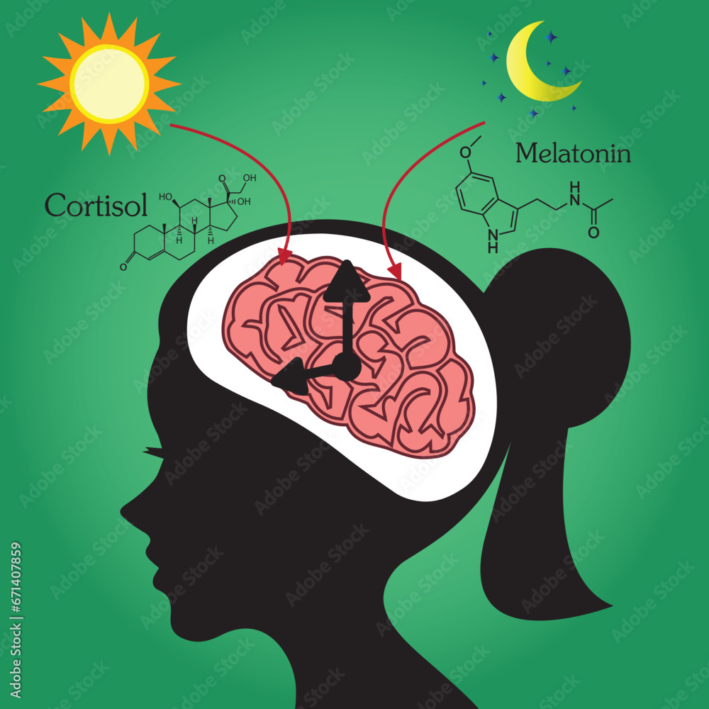 Cortisol and melatonin hormones are synthesized from brain to body that ...