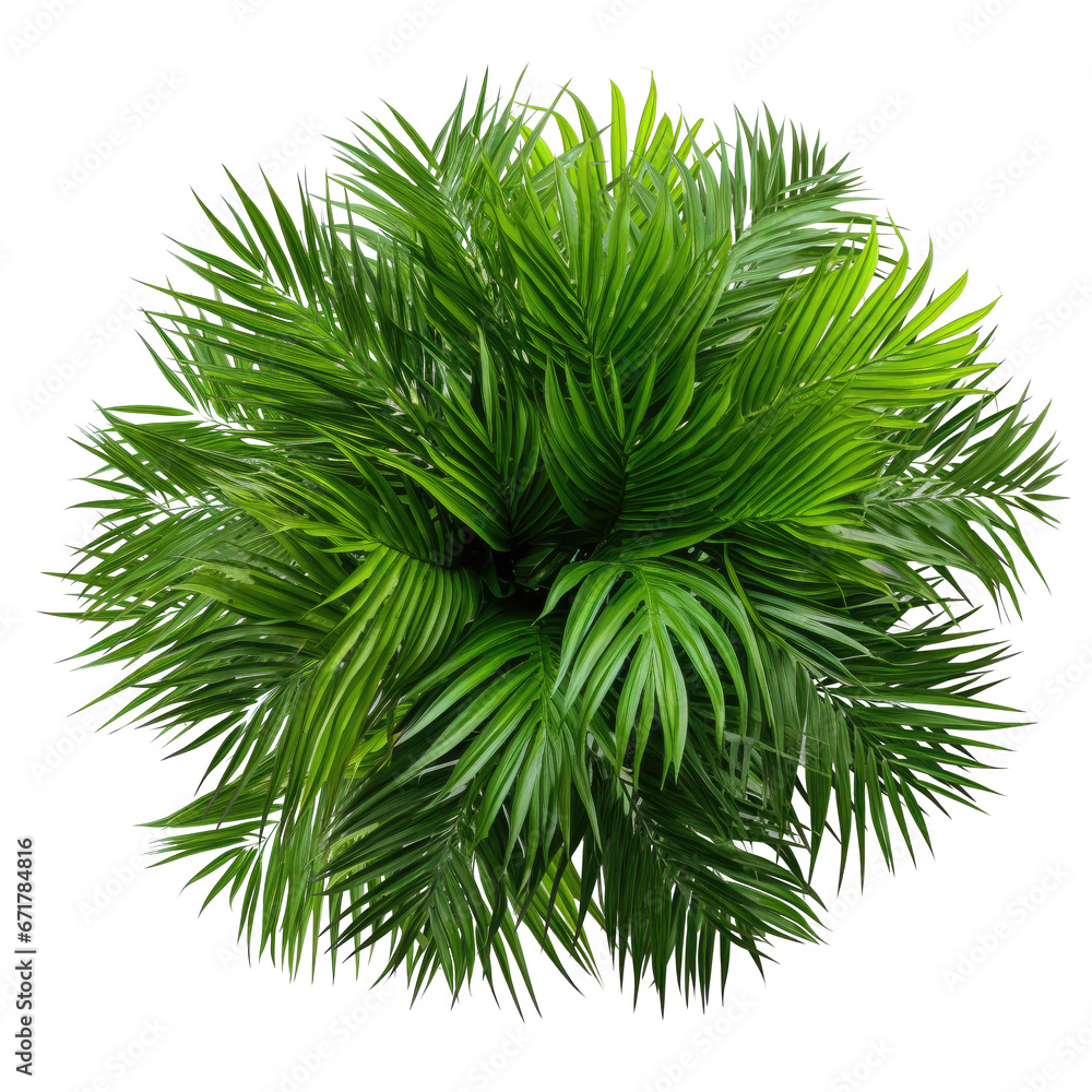 top view of areca palm tree isolated on transparent background . PNG ...