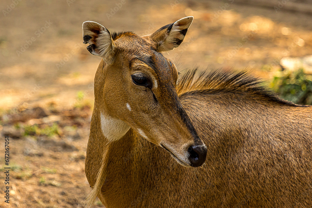 Stock-Foto „Close-up portrait of a three-quarter hornless female nilgai ...