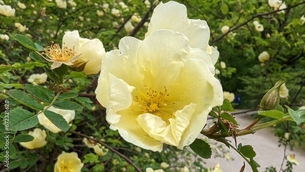 Rosa 'Harison's Yellow', also known as R. × harisonii, the Oregon Trail ...