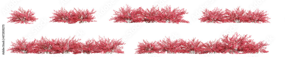 bush 3D rendering with transparent background, for illustration ...