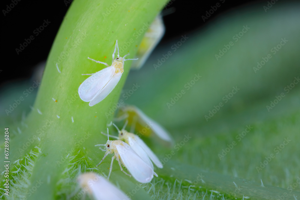 Greenhouse whitefly (Trialeurodes vaporariorum), group feeding on leaf ...