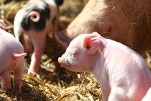 Yorkshire Piglets Free Stock Photo - Public Domain Pictures