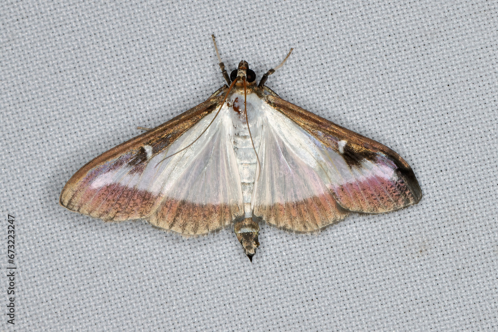 Box Tree Moth (Cydalima perspectalis), moth and caterpillar on common ...