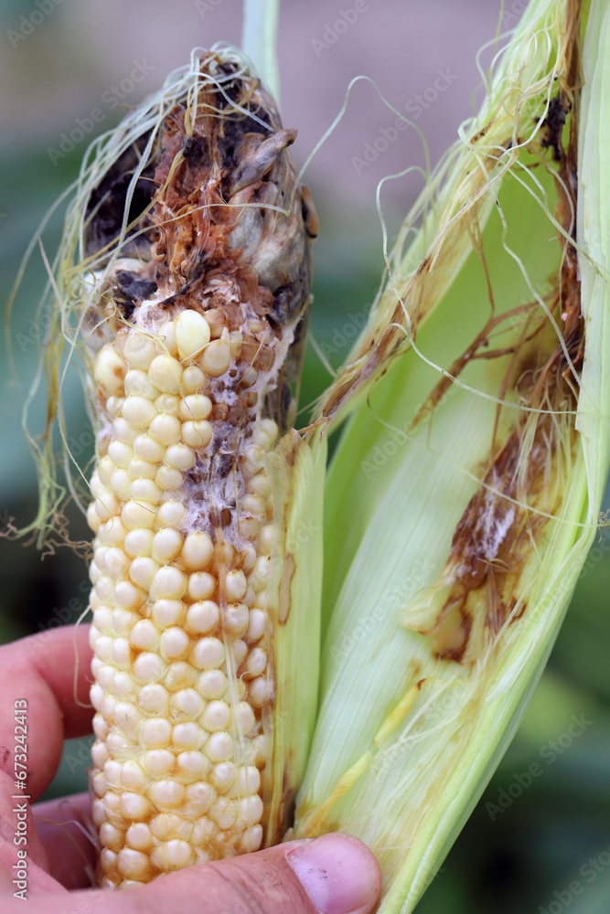 Corn smut. Ustilago maydis disease. Corn cob infected with corn smut ...