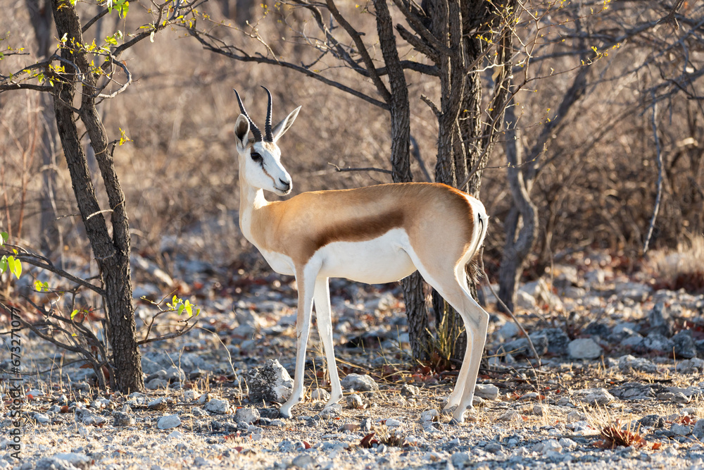 Pretty female springbok seen in profile in woody area during a golden ...