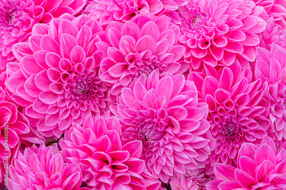 one of the most beautiful colors in autumn Stock Photo | Adobe Stock