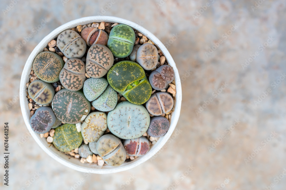 Foto de Stock Group of Lithops planting in plastic pot. Lithops is ...
