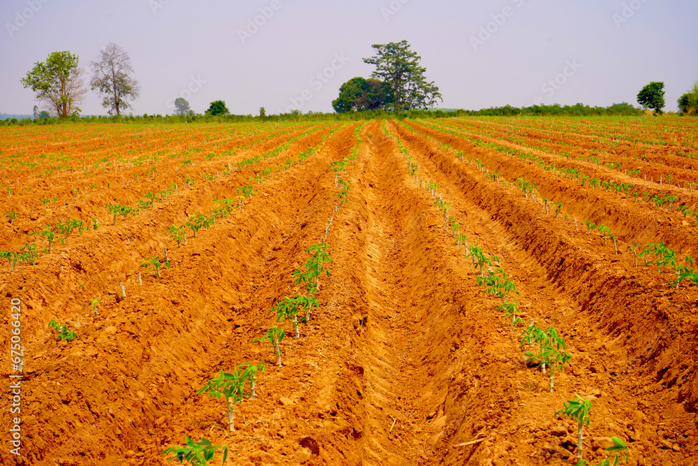 Cassava fields begin to produce young leaves in the early stages of ...
