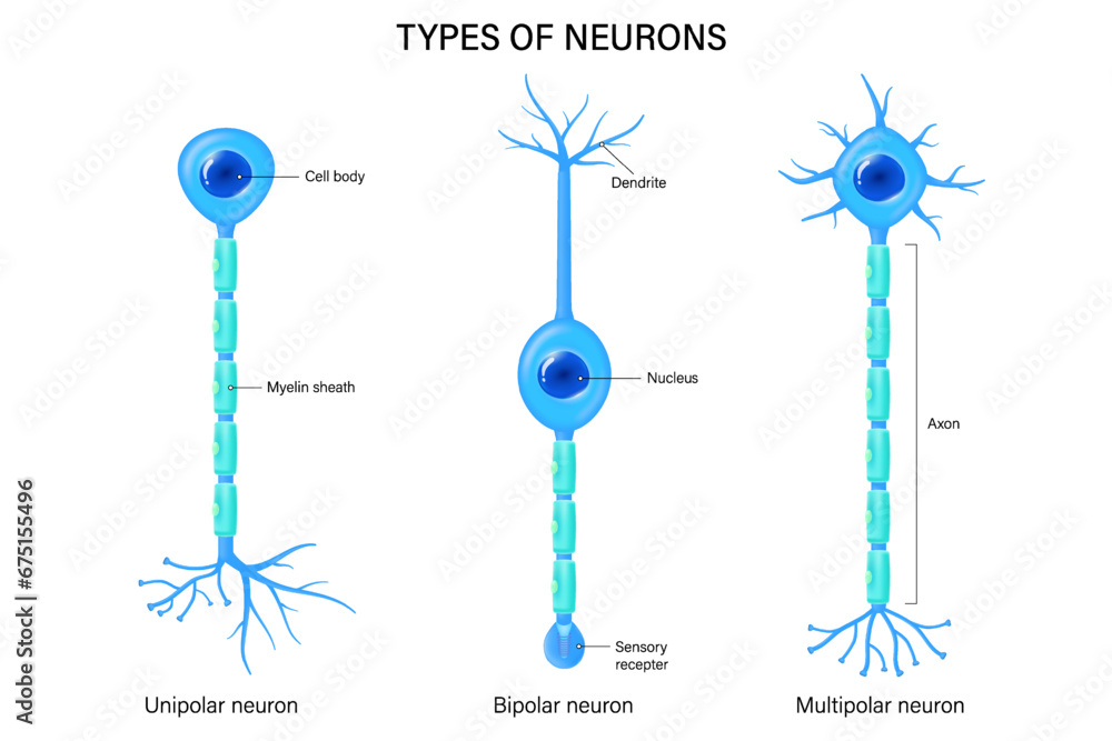 Types of neurons vector. Unipolar, Bipolar and multipolar neuron. Neuron types. Nerve cell ...