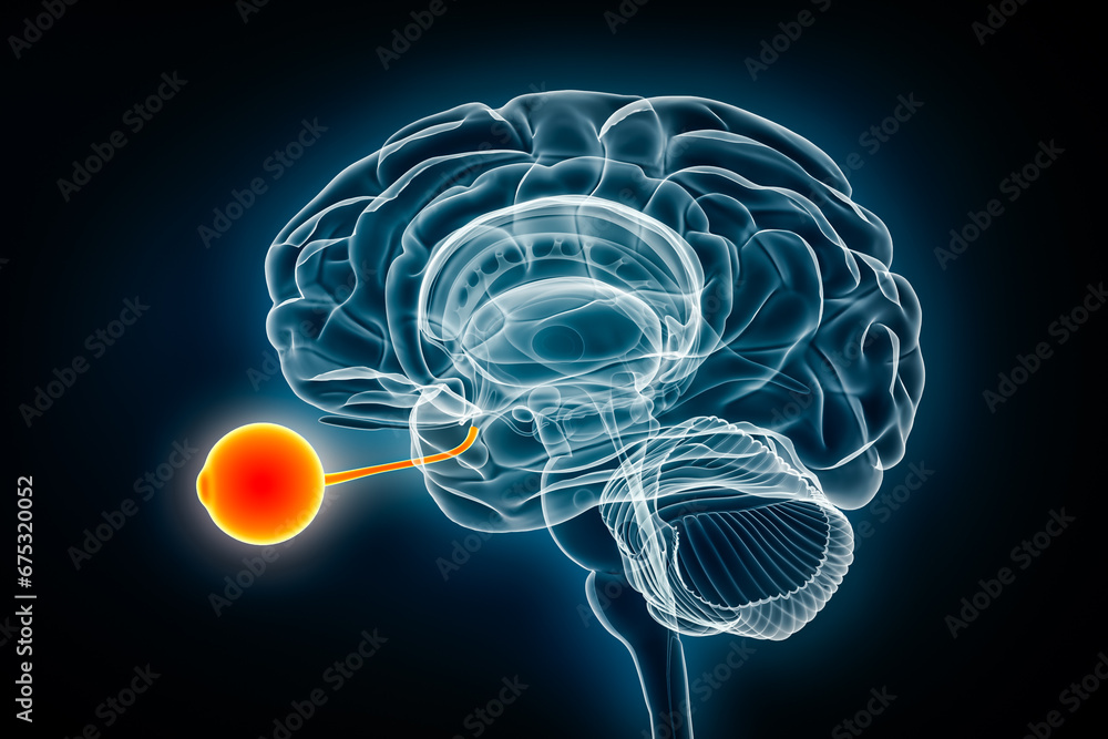Eye and optic nerve x-ray view 3D rendering illustration. Human brain ...