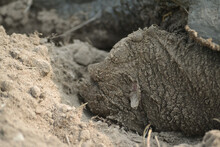 Baby Snapping Turtle On Rock Free Stock Photo - Public Domain Pictures