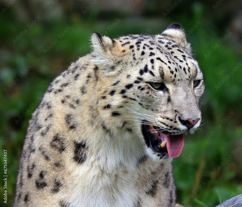 The snow leopard is a large cat native to the mountain ranges of ...