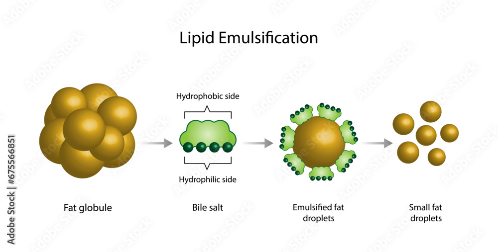 Lipid emulsification, Fat Molecule, Lipid droplets, Lipid Digestion ...