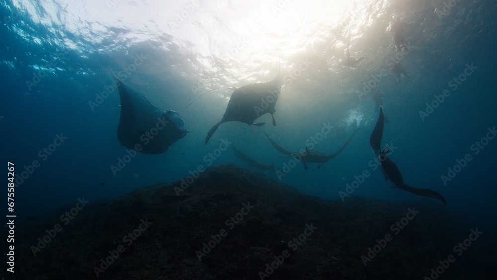 Giant oceanic manta rays or Mobula birostris slowly swim underwater in ...