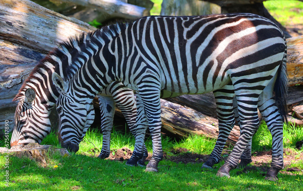 Burchell's zebra is a southern subspecies of the plains zebra. It is ...