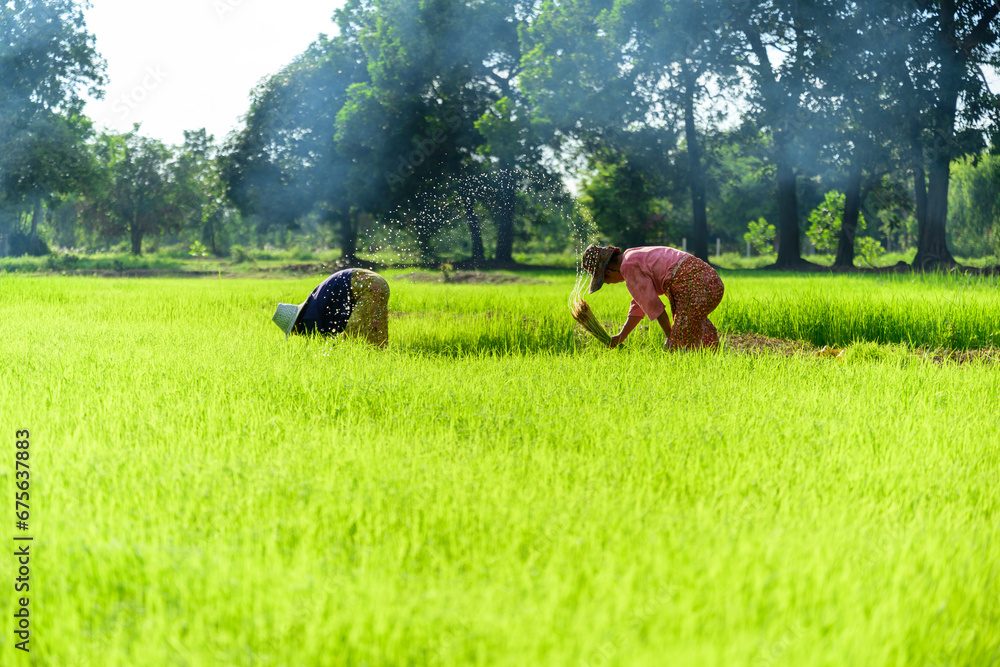 Two woman Asian rice farmer working and kick off the ground at green ...
