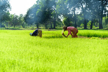 Green Rice Farm Free Stock Photo - Public Domain Pictures