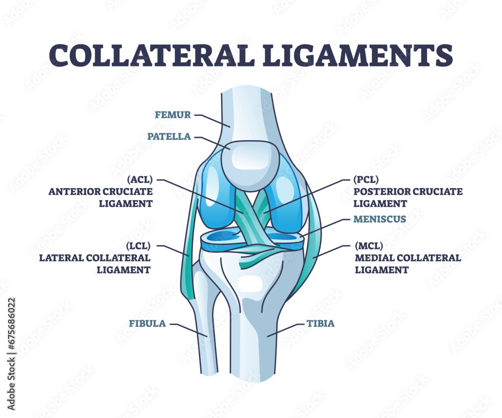 Collateral ligaments with knee anatomical skeletal structure outline diagram. Labeled ...