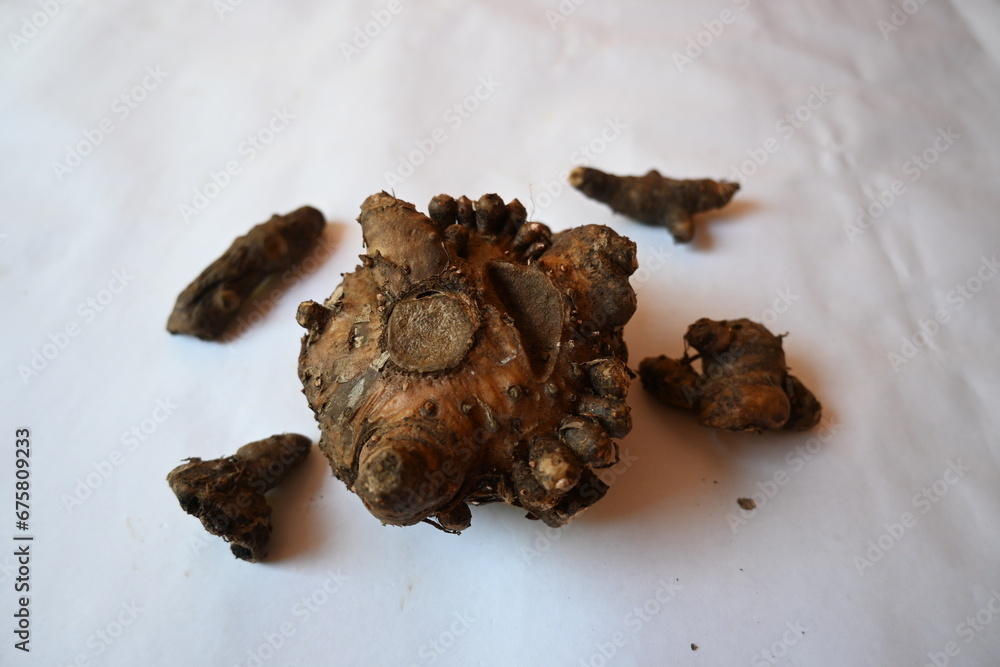 Elephant foot yam. It is a tropical tuber crop grown primarily in ...