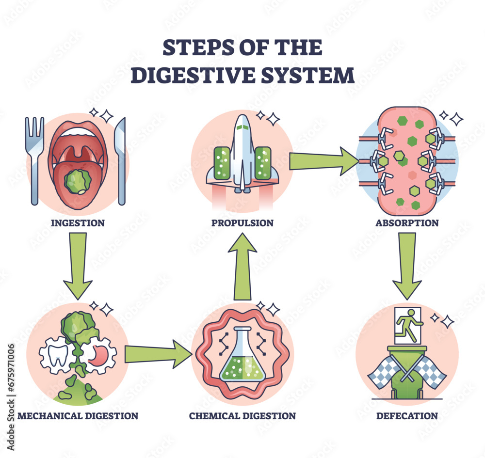 Steps of digestive system with gastric food processing outline diagram. Labeled educational ...