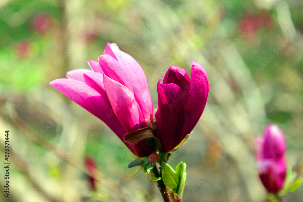 Magnolia tree flower is a large genus of about 210 flowering plant ...