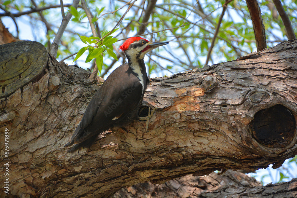Pileated woodpecker is a large, mostly black woodpecker native to North ...